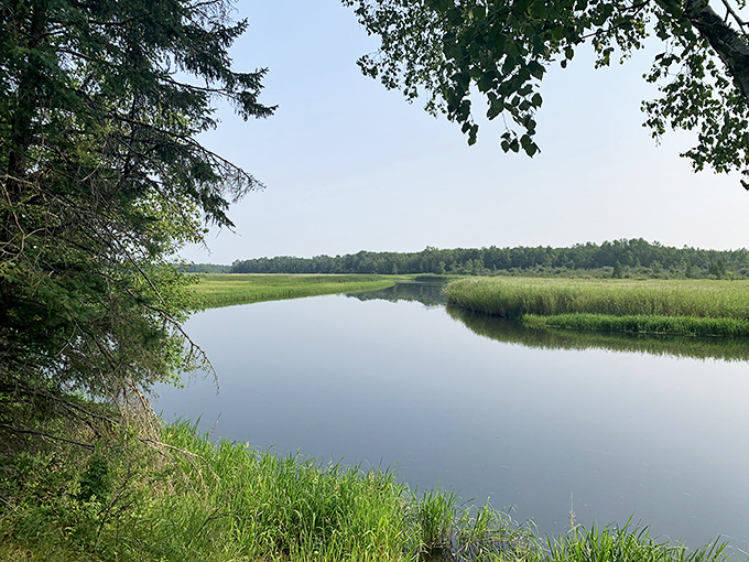 Welcome to Schoolcraft, where the Mississippi whispers secrets and the trees stand taller than skyscrapers. Photo credit: J.T. Lilleskov