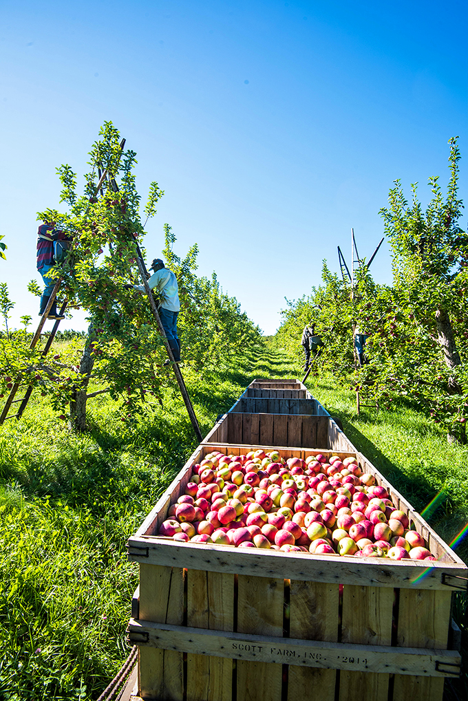 Apple picking gone pro! These ladder-climbing fruit ninjas are harvesting joy by the bushel.