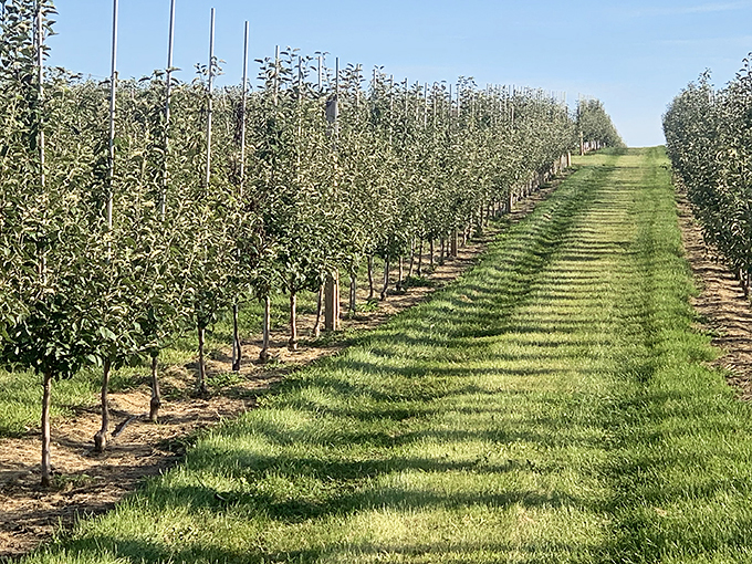 Apple picking meets treasure hunting! Each branch holds the potential for that perfect, Instagram-worthy fruit. #AppleGoals Photo credit: Jon Muranko