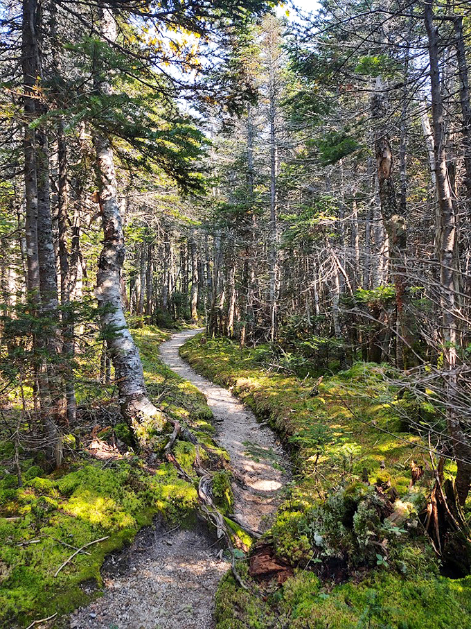 The path less traveled? Not quite, but who cares when it looks this enchanting! Baxter's trails are nature's red carpet, minus the paparazzi.