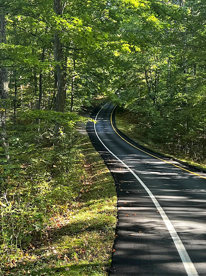 Mother Nature's green cathedral! These towering trees create a leafy tunnel that'll make you feel like you're driving through Fern Gully.