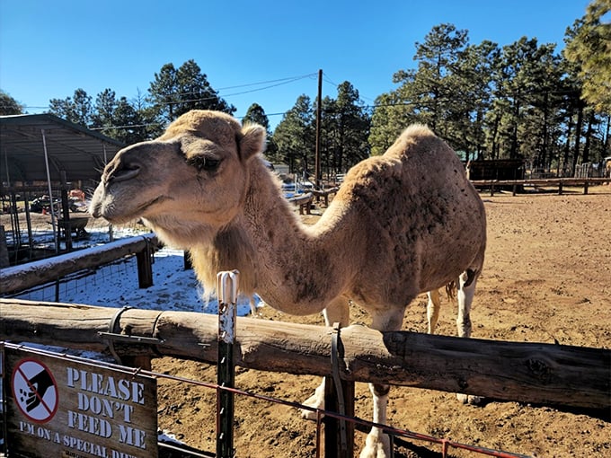 Hump day takes on a whole new meaning when you're face-to-face with this desert dweller. Talk about a ship of the pine forest! 