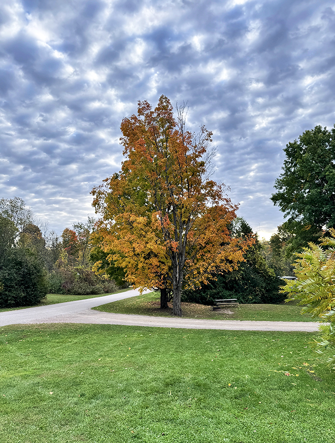 Autumn's grand entrance: Mother Nature rolls out her most vibrant carpet, turning a simple path into a golden gateway.