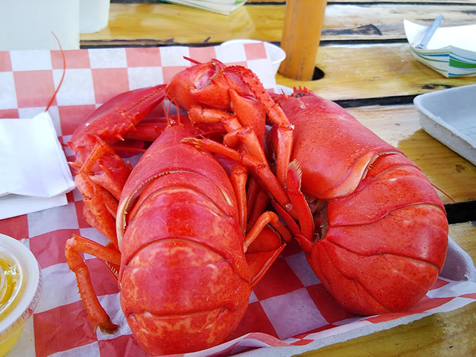 This crimson beauty looks ready for its close-up &ndash; and your plate. Fresh Maine lobster at its simple, spectacular best.