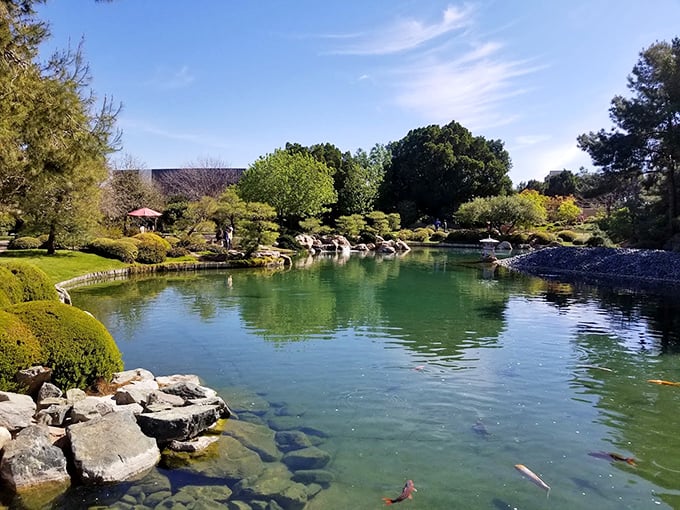 Koi fish living large in their aquatic paradise. These finned celebrities have better real estate than most of us &ndash; talk about swimming in luxury!