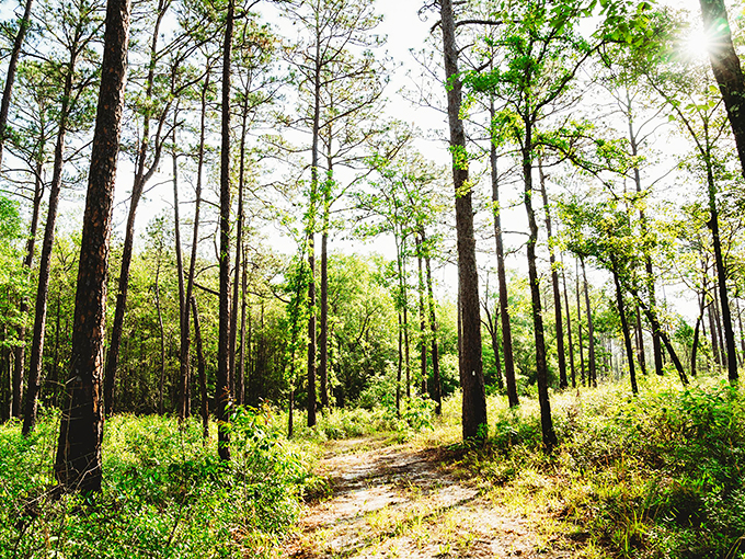 Welcome to nature's cathedral! These towering pines and oaks are like the pillars of an ancient, leafy temple. Can you hear the whispers?