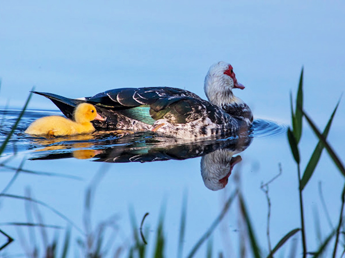 Talk about VIP treatment! Even the local wildlife gets five-star accommodations at Twin Lakes. No bread crumbs required. Photo credit: Twin Lakes Camp Resort