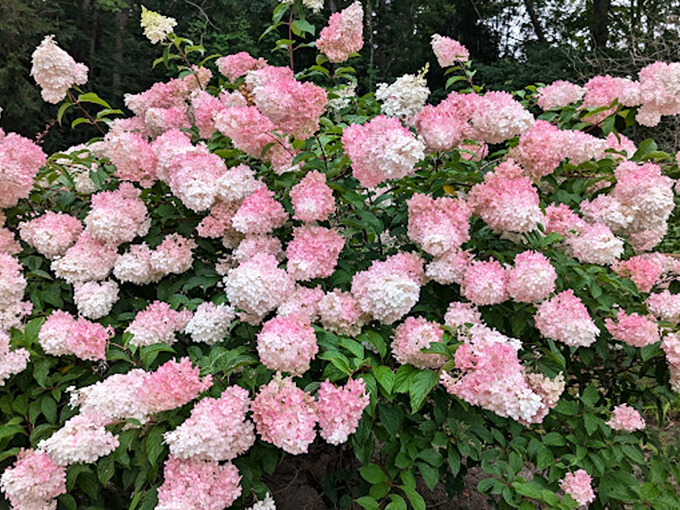 Who needs a concrete jungle when you can have this floral fantasia? Connie's garden is so lush, you'll swear the pancakes are made with fairy dust.
