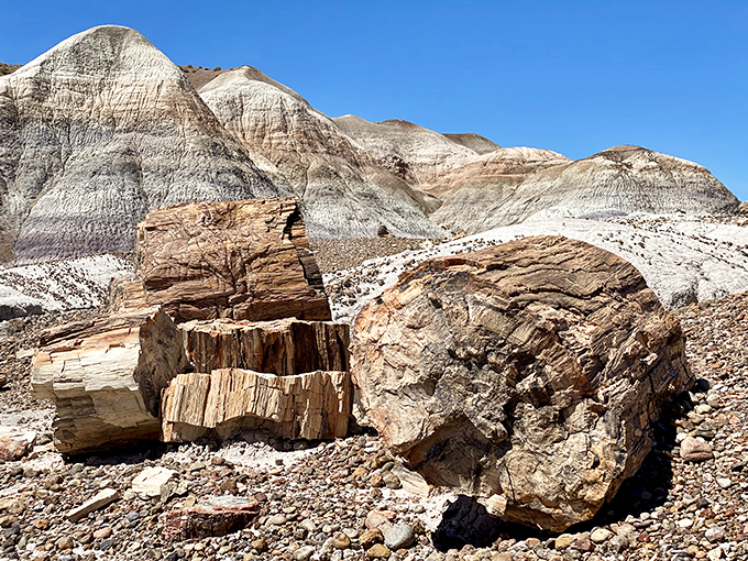 Time travelers, take note! These petrified logs are like nature's own fossil record, telling tales from millions of years ago.