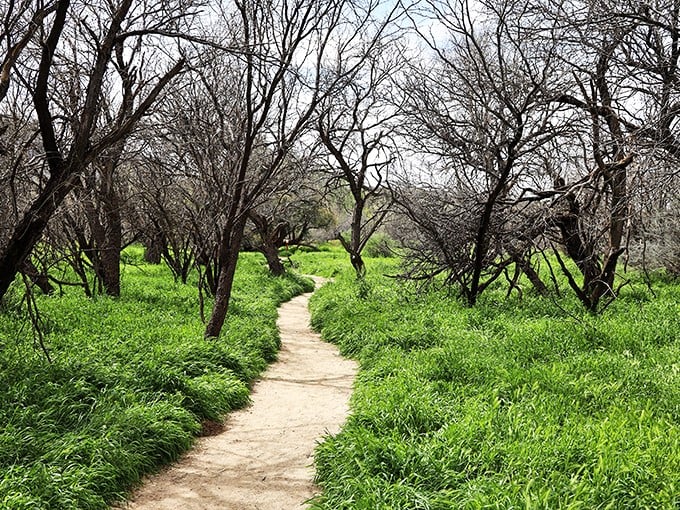A verdant oasis in the desert? You're not hallucinating! This lush trail is Mother Nature's way of saying, 'Surprise! I've got range.