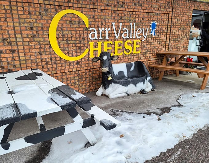 Holy cow! This cheesy oasis is where bovine beauties and artisanal flavors collide in a symphony of dairy delight.