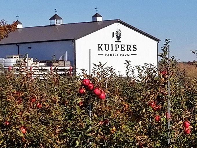 Welcome to apple heaven! This barn isn't just white, it's "I've-died-and-gone-to-orchard-paradise" white. Photo credit: Randy Wenger