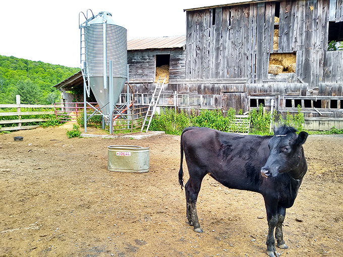 Who knew paradise had a sugar shack? Sugarbush Farms serves up scenery as delectable as its maple treats.