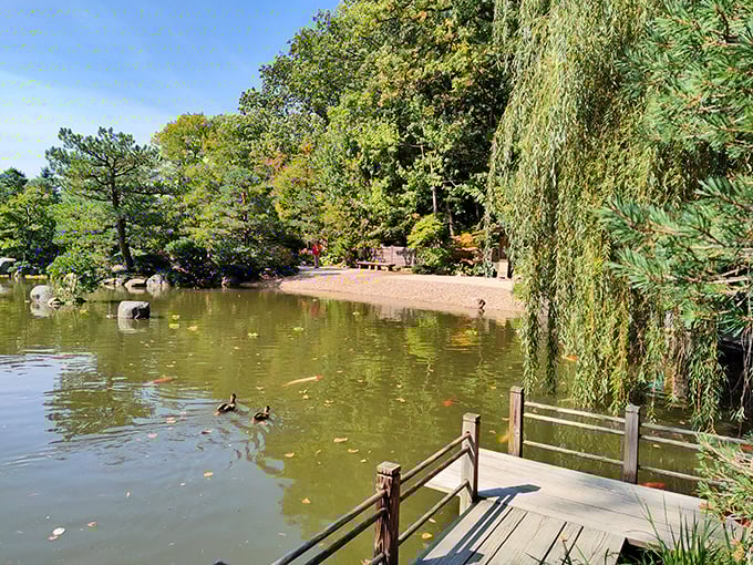 "Koi oh boy! These colorful fish are living their best lives, gliding through Anderson's picture-perfect ponds like aquatic celebrities."