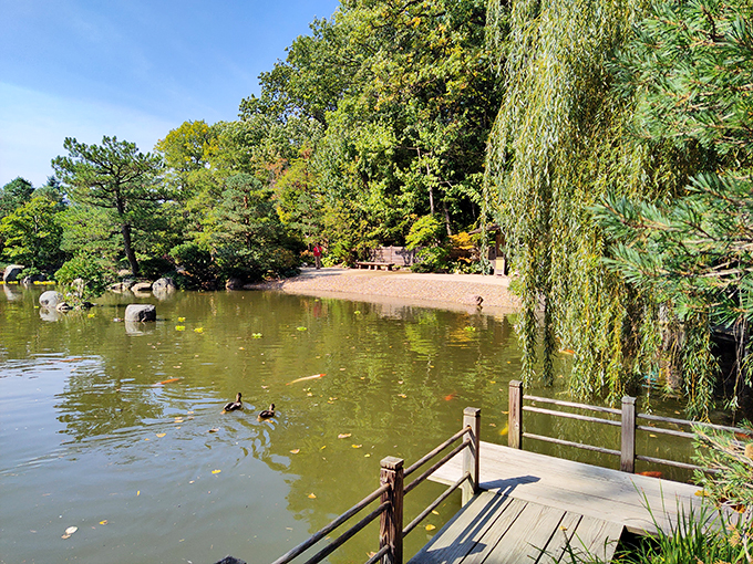 Duck, duck, Zen: Anderson Japanese Gardens' pond, where even the waterfowl seem to practice mindfulness.