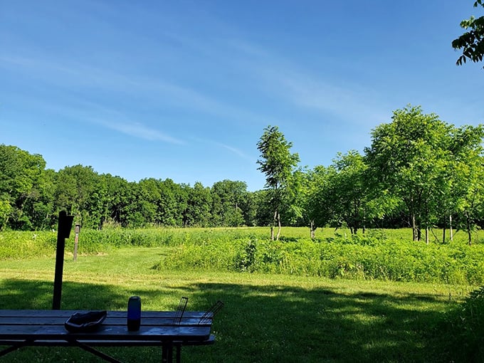 Golden hour goals! This leafy wonderland is like stepping into a Bob Ross painting &ndash; happy little trees everywhere.
