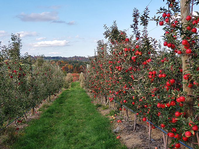 Autumn's bounty on display. These apples are so perfect, they look like they're auditioning for a still life painting.