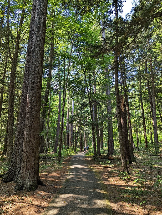 Nature's skyscrapers! These majestic pines at Hartwick are the strong, silent types &ndash; they've seen it all but keep mum.