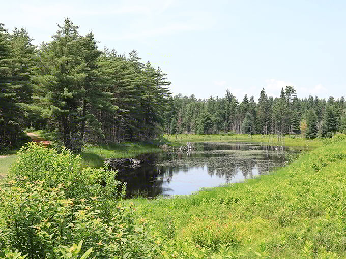 Moosehorn's lush greenery: A Bob Ross painting come to life. Happy little trees as far as the eye can see. No moose required!