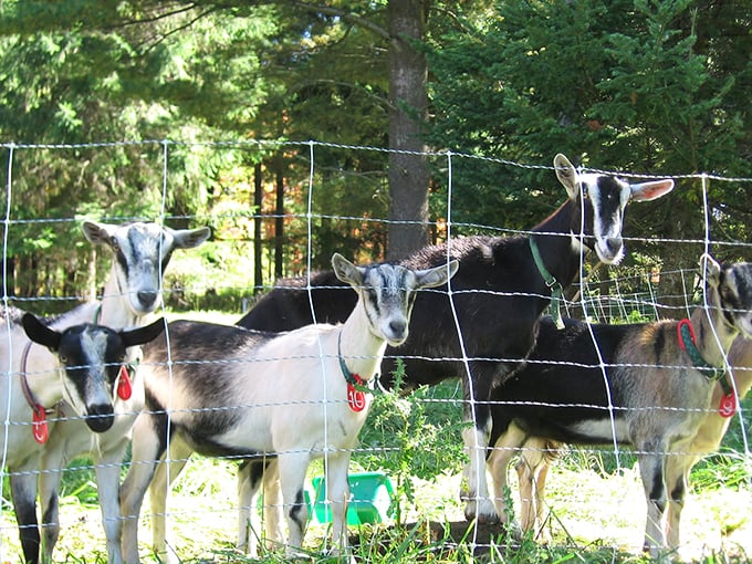 Discover Sage Farm Goat Dairy, where charming goats roam and fresh, artisanal cheeses are crafted with care!