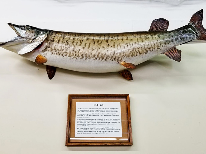 Holy mackerel! This mounted fish looks like it could swallow a small boat. Talk about the one that didn't get away!