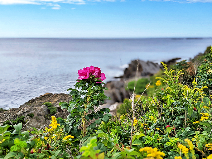 Mother Nature's bouquet: Where vibrant wildflowers meet the rugged coastline. It's like she's showing off, and honestly, we're here for it.