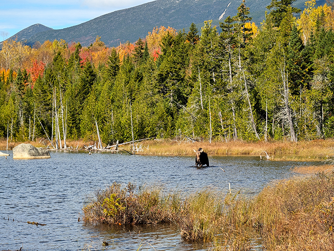 Moose spa day: This serene pond is where Maine's most famous residents come to unwind. No reservation required, antlers optional.