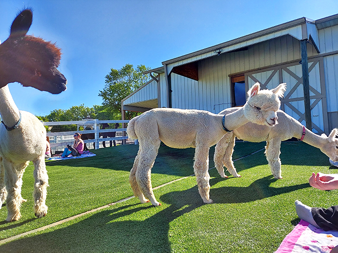 It's feeding time at the alpaca corral! These gentle giants are lining up for their gourmet grass buffet like it's the hottest restaurant in town. 