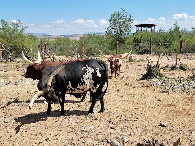 Holy cow! These longhorns look like they wandered off the set of a Western. Talk about a Texas-sized surprise in Arizona.