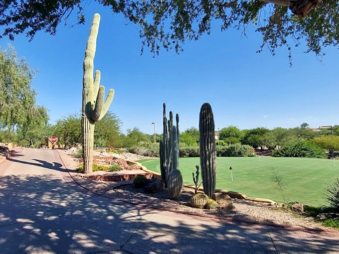 Cacti: nature's own gallery of modern art. These prickly spectators line the fairway, silently judging your swing with their upraised arms.