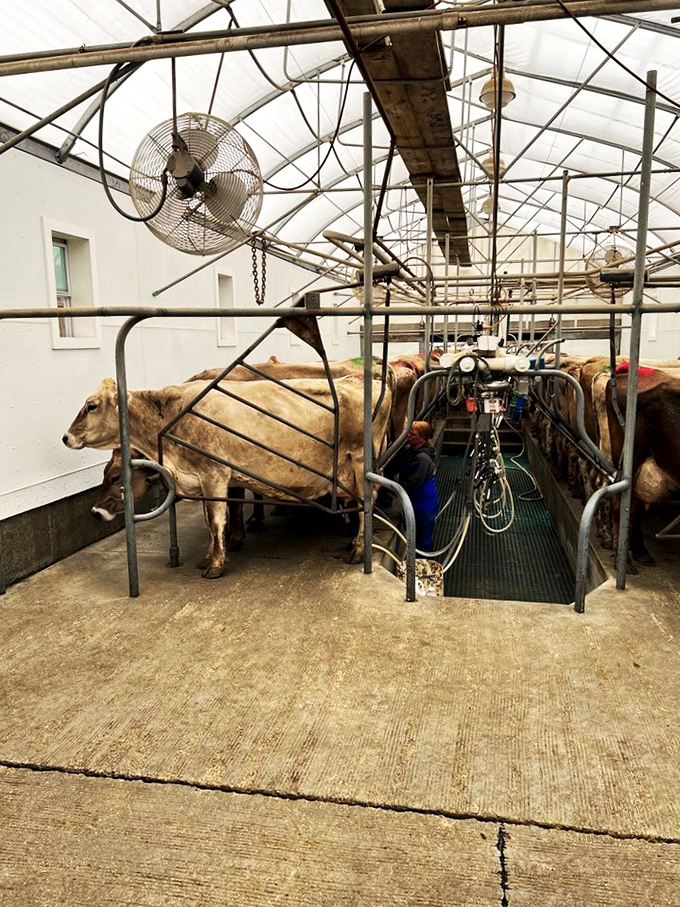 Moo-ve over, luxury resorts! These cows are living their best lives with a milking parlor that puts most spas to shame.