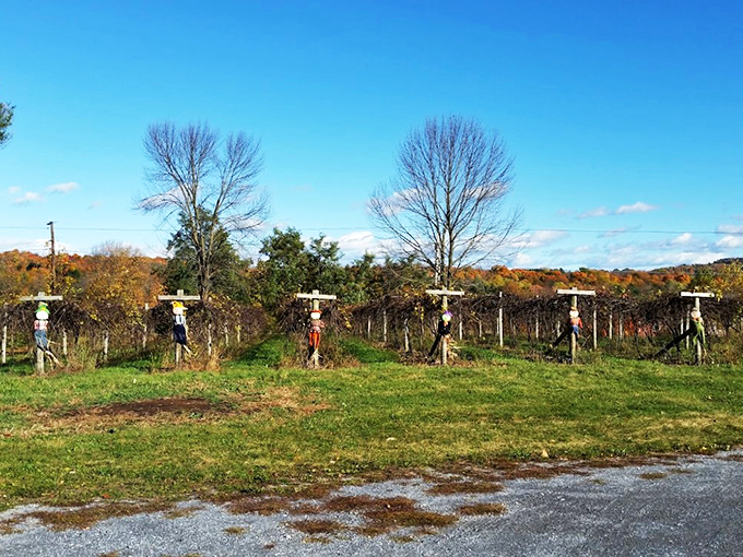 Meet the guardians of grapevine galaxy! These quirky scarecrows aren't just for show - they're the unsung heroes of flavor protection.