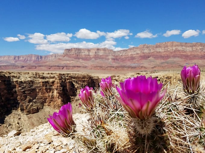 Desert resilience in full bloom: Vibrant cacti flowers add splashes of hot pink against the ancient cliff backdrop.