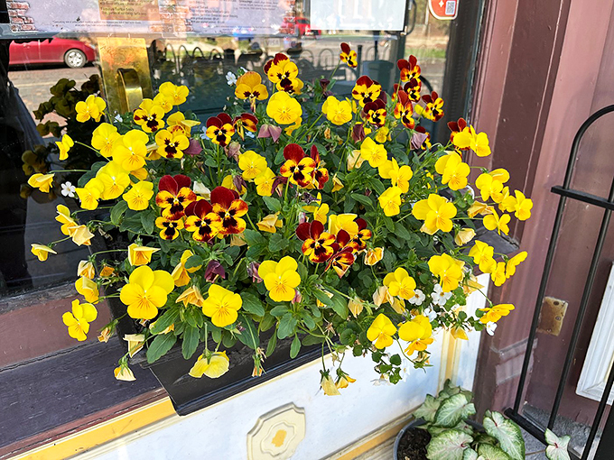 Nature's confetti! These vibrant blooms are like a cheerful "Willkommen" sign, brightening up the village one windowsill at a time.