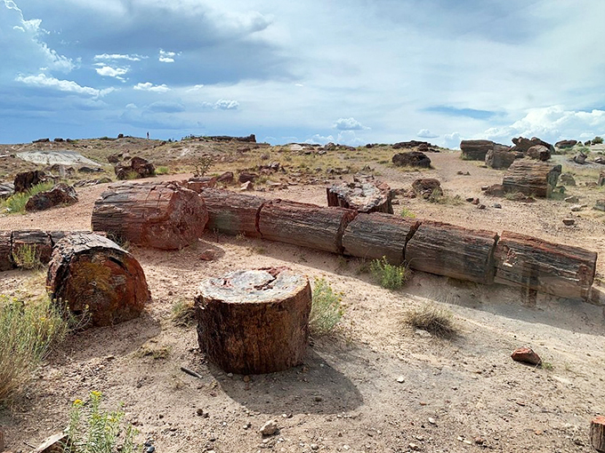 Tree trunks or ancient dragon bones? These petrified logs tell a 225-million-year-old story that puts your family heirlooms to shame.
