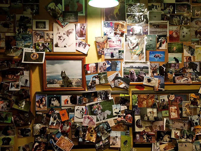 A heartwarming wall of furry friends reminds us that every great brewery needs its faithful four-legged mascots.