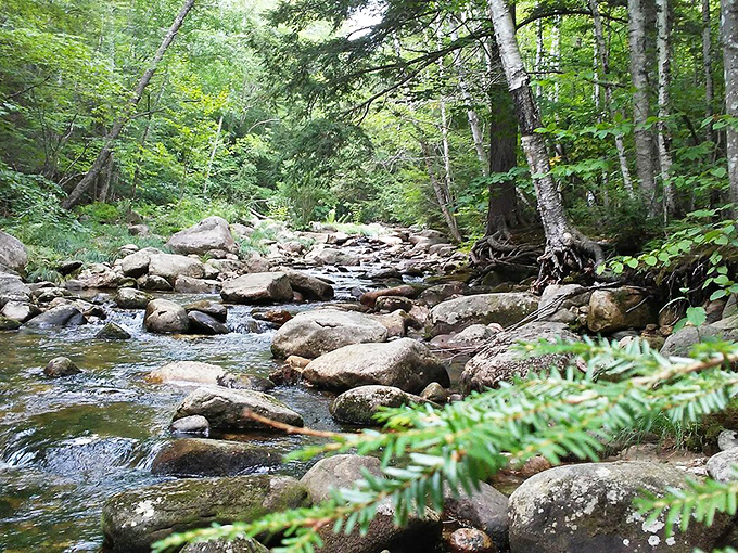 A peaceful stream meanders through moss-covered rocks, proving that sometimes the best path isn't always straight.
