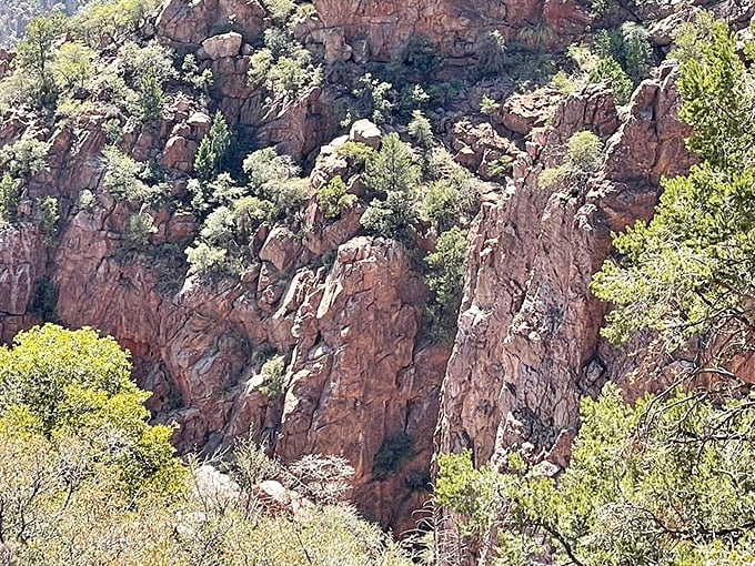 Rugged red cliffs rise dramatically from the forest floor, nature's skyscrapers wearing their mineral-stained colors with pride