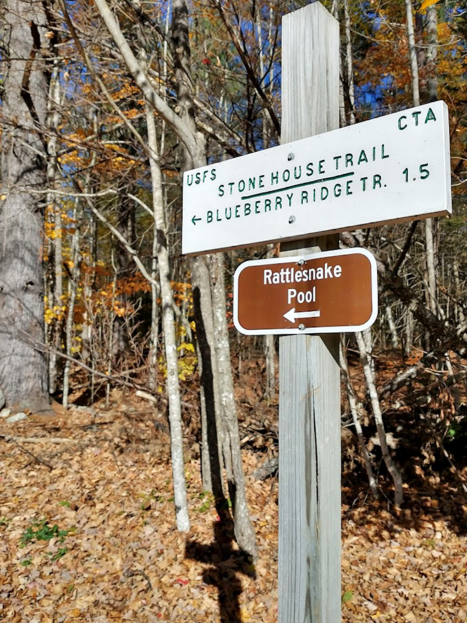 Mother Nature's version of GPS - simple brown signs pointing the way to hidden treasures in the woods.