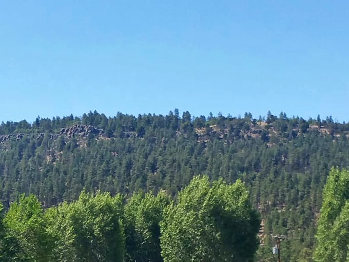 Nature's fall fashion show: Alpine's aspens and pines strut their stuff in a dazzling display of gold and green. No runway required.