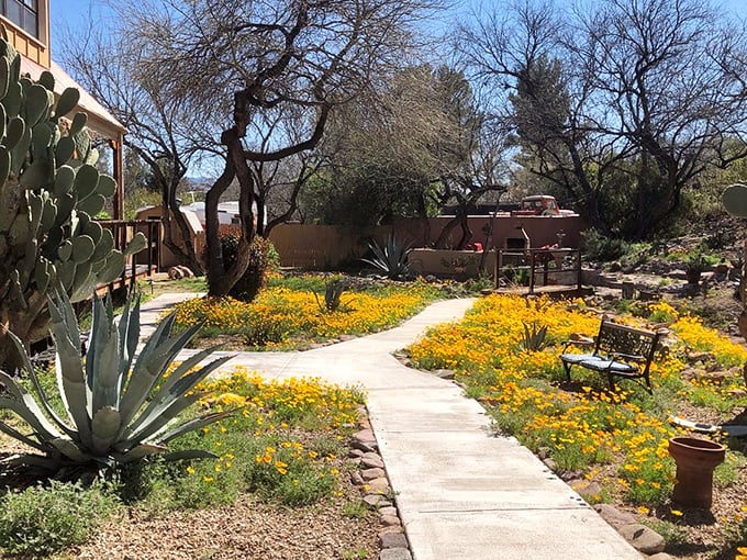 Springtime in Tubac: Where wildflowers and cacti throw a colorful block party. This garden path invites you to stroll through nature's own art gallery.