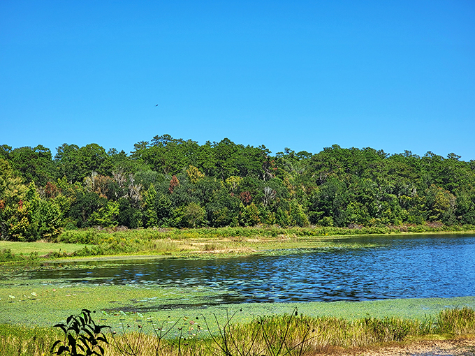 Serenity now! A lakeside view that could lower your blood pressure faster than a meditation app. Jerry Seinfeld would approve. Photo credit: N D