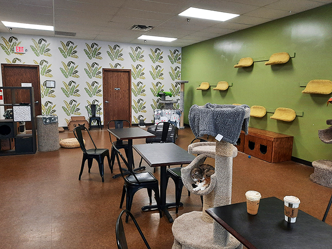 Welcome to cat paradise! This lounge is like Disneyland for felines, complete with climbing walls and cozy nooks. Sorry, Mickey, cats rule this kingdom.