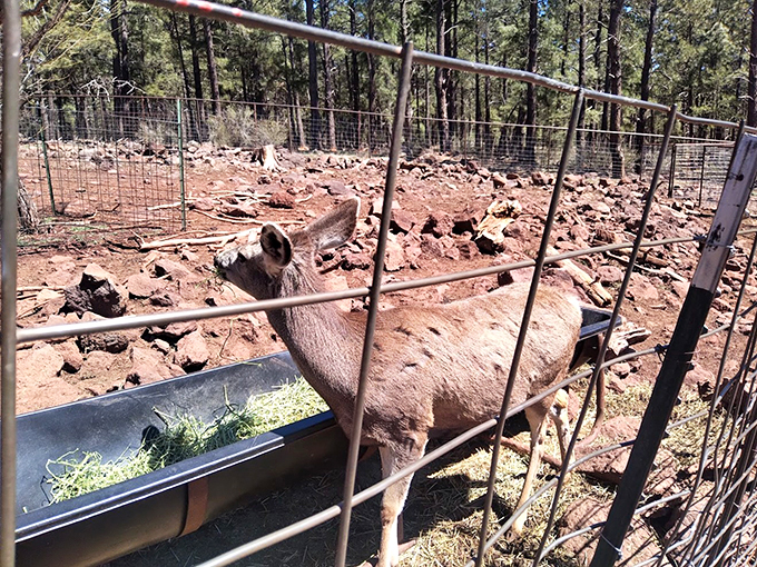 Dinner is served! This curious creature peeks out from its enclosure, probably wondering if you've brought any gourmet grass. 