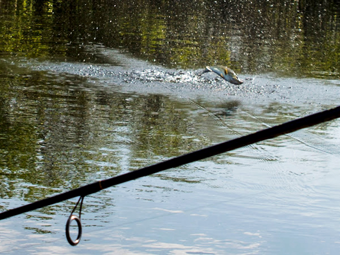 Fish are jumping, and the living is easy. At Twin Lakes, you're always just one cast away from a great catch or a great story. Photo credit: Twin Lakes Camp Resort
