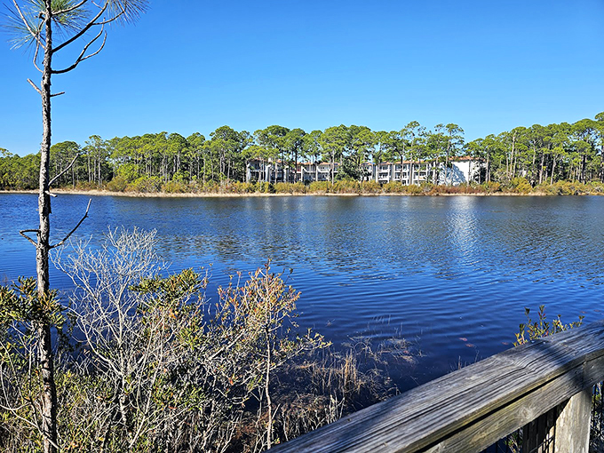 Mirror, mirror on the water... This lake reflects more than just trees; it's a window into Florida's soul. And what a view it is!