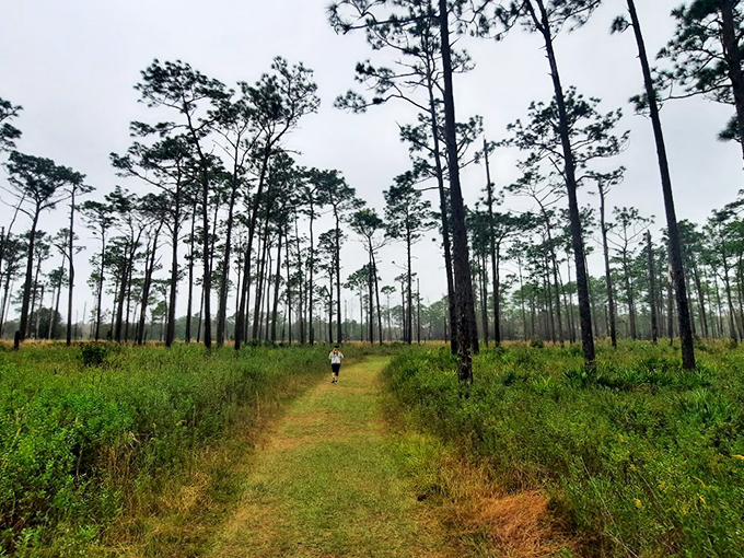 Tall, dark, and piney! This forest catwalk at Colt Creek is where Florida's trees strut their stuff in high-fashion style.