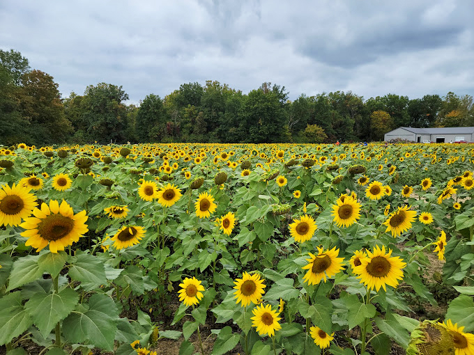 Nature's color palette on full display. From sunflowers to pumpkins, it's like walking through a living, breathing Monet painting.
