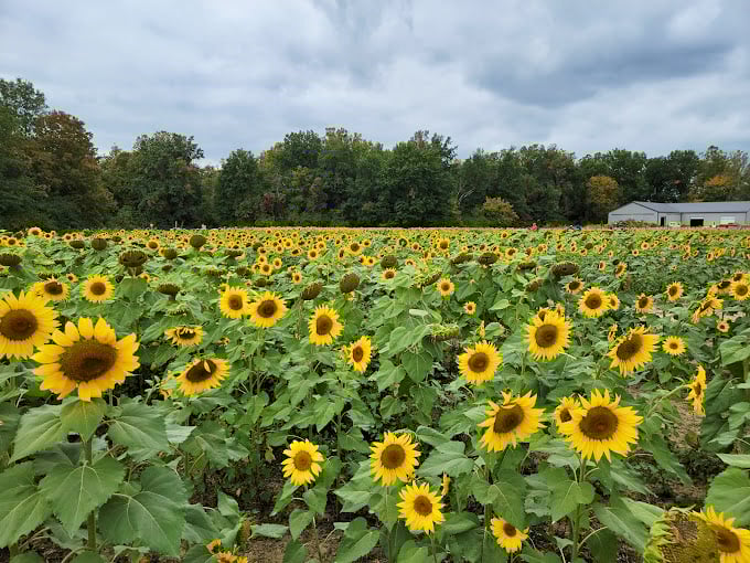 Nature's color palette on full display. From sunflowers to pumpkins, it's like walking through a living, breathing Monet painting.