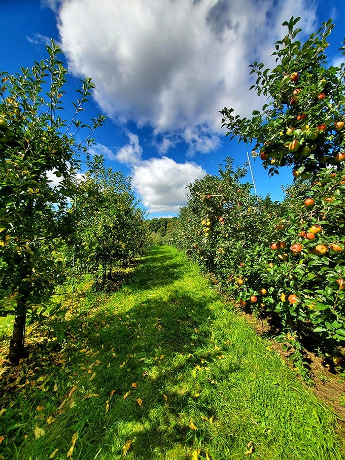 Tree-lined temptation! This orchard aisle is like nature's version of a candy store.